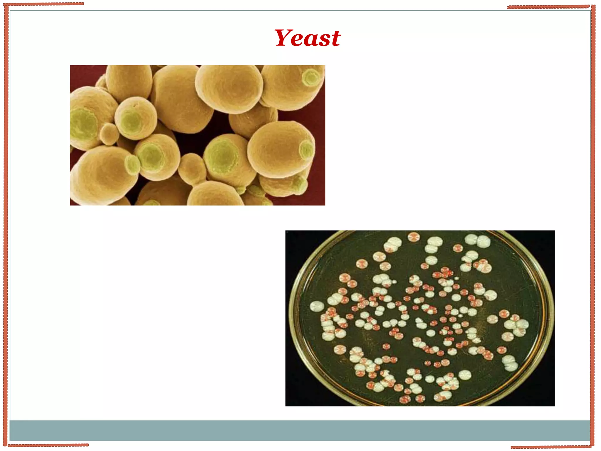 Identification of Fungi | PPTX