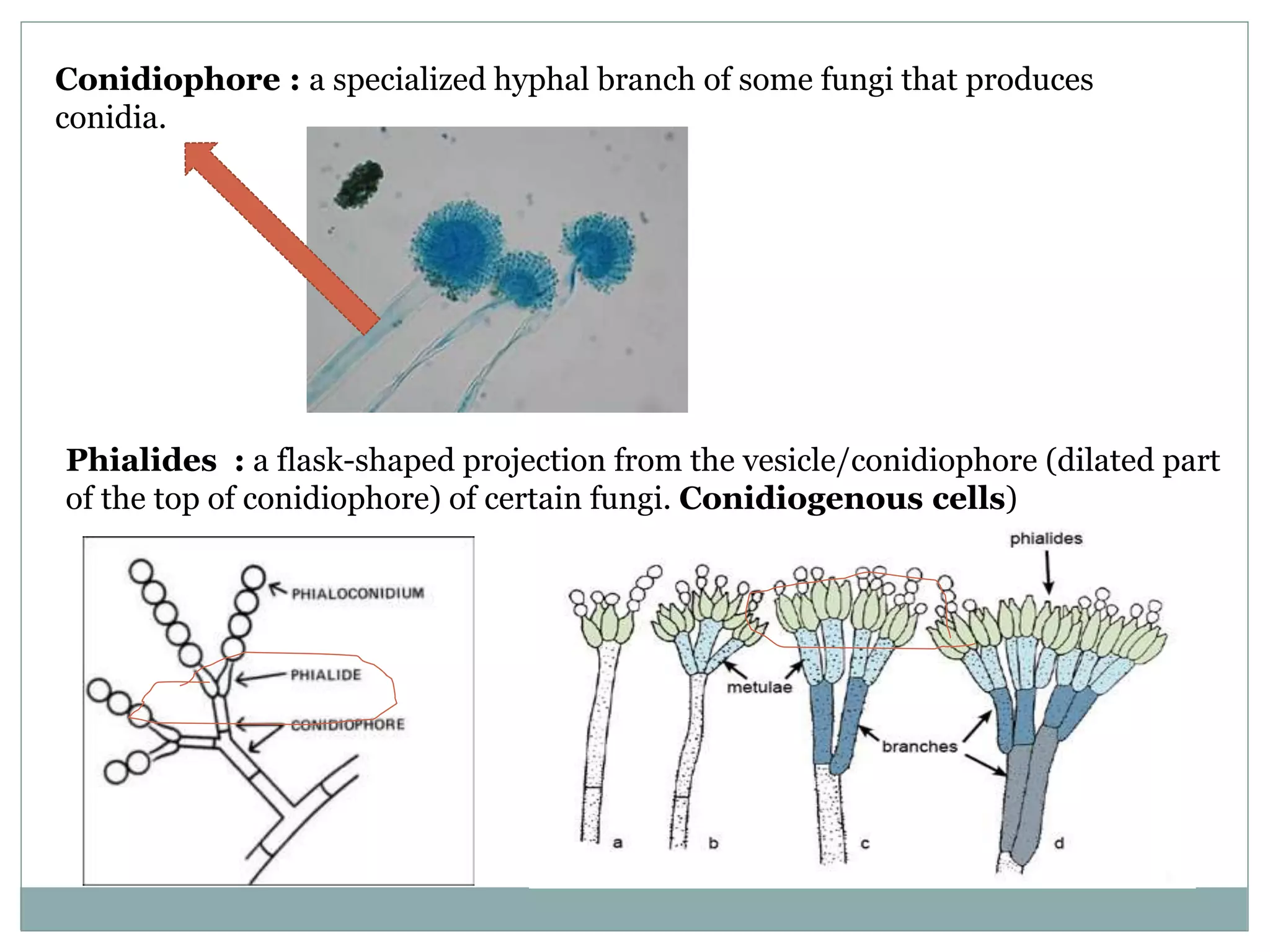 Identification of Fungi | PPTX