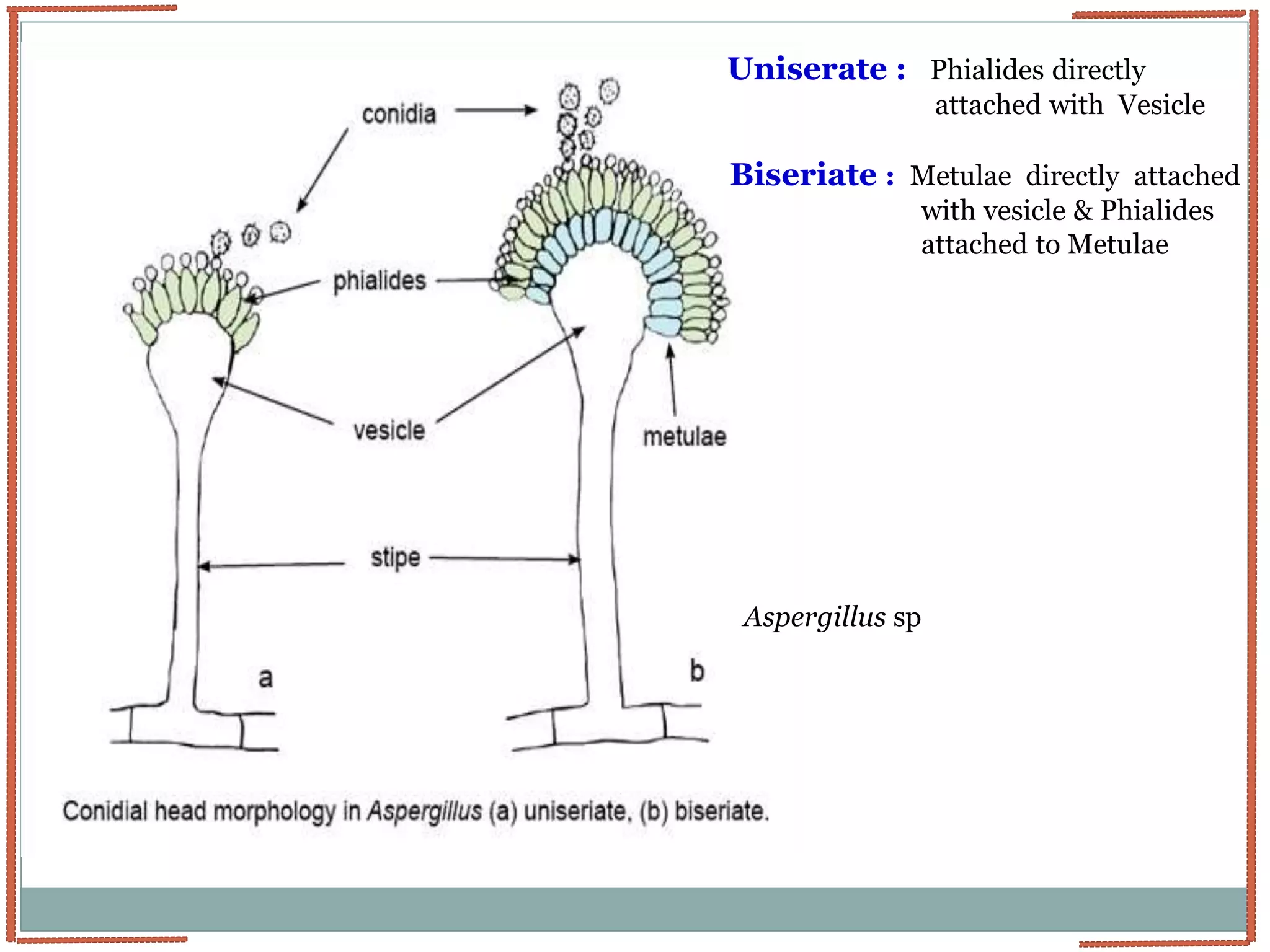 Identification of Fungi | PPTX