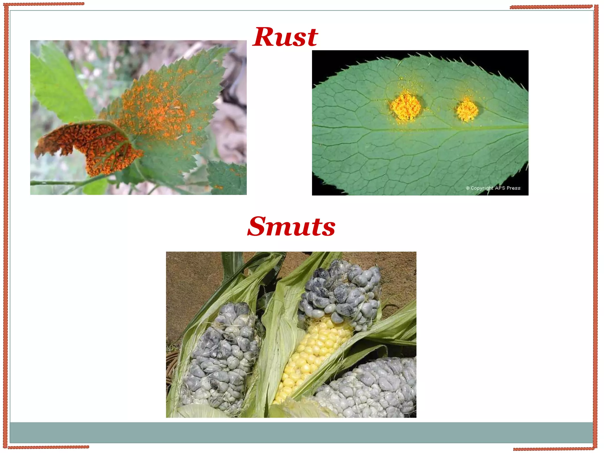 Identification of Fungi | PPTX