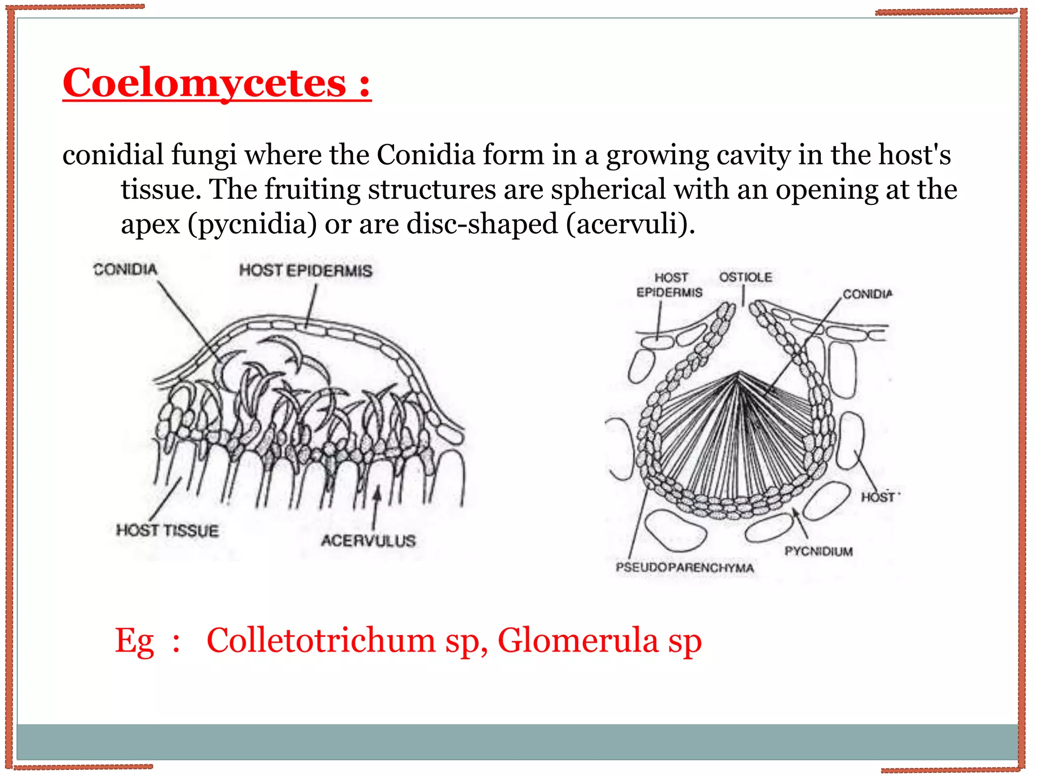 Identification of Fungi | PPTX