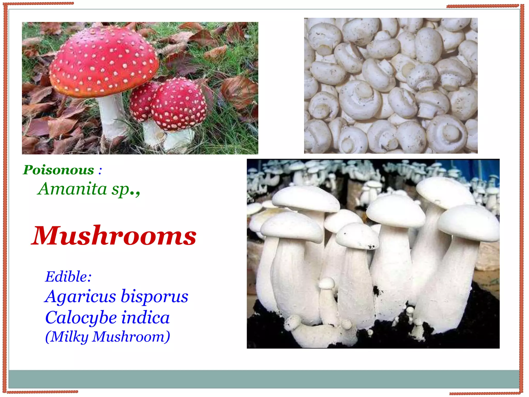 Identification of Fungi | PPTX