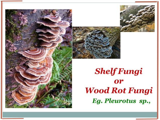 Identification of Fungi | PPTX
