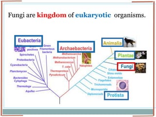 Identification of Fungi | PPTX