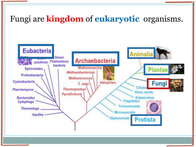 Identification of Fungi | PPTX