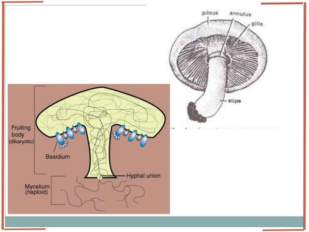 Identification of Fungi | PPTX