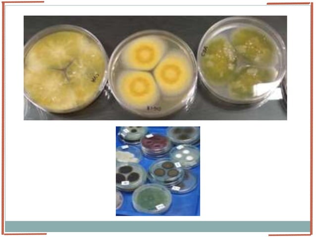 Identification of Fungi | PPTX