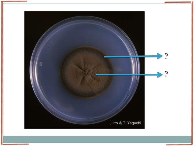 Identification of Fungi | PPTX