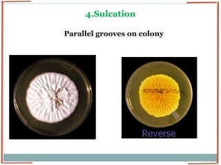 Identification of Fungi | PPTX