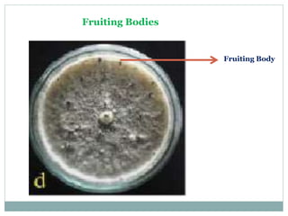 Identification of Fungi | PPTX