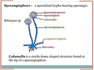 Identification of Fungi | PPTX