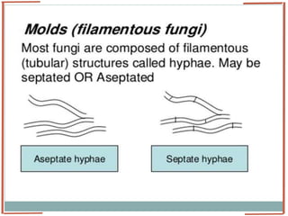Identification of Fungi | PPTX