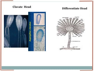 Identification of Fungi | PPTX