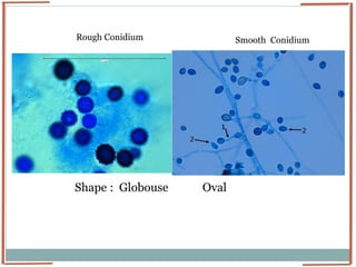 Identification of Fungi | PPTX