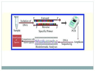 Identification of Fungi | PPTX