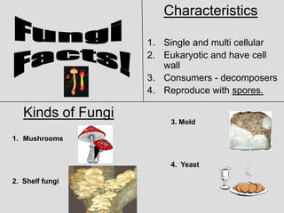 Fungi Kingdom | PPT