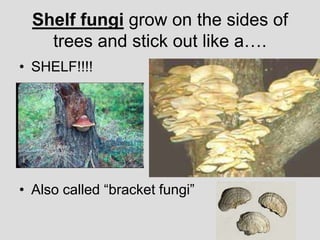 Fungi Kingdom | PPT