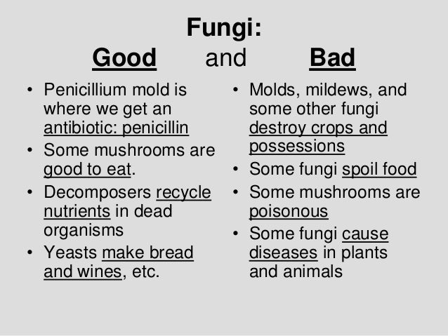 Fungi Kingdom