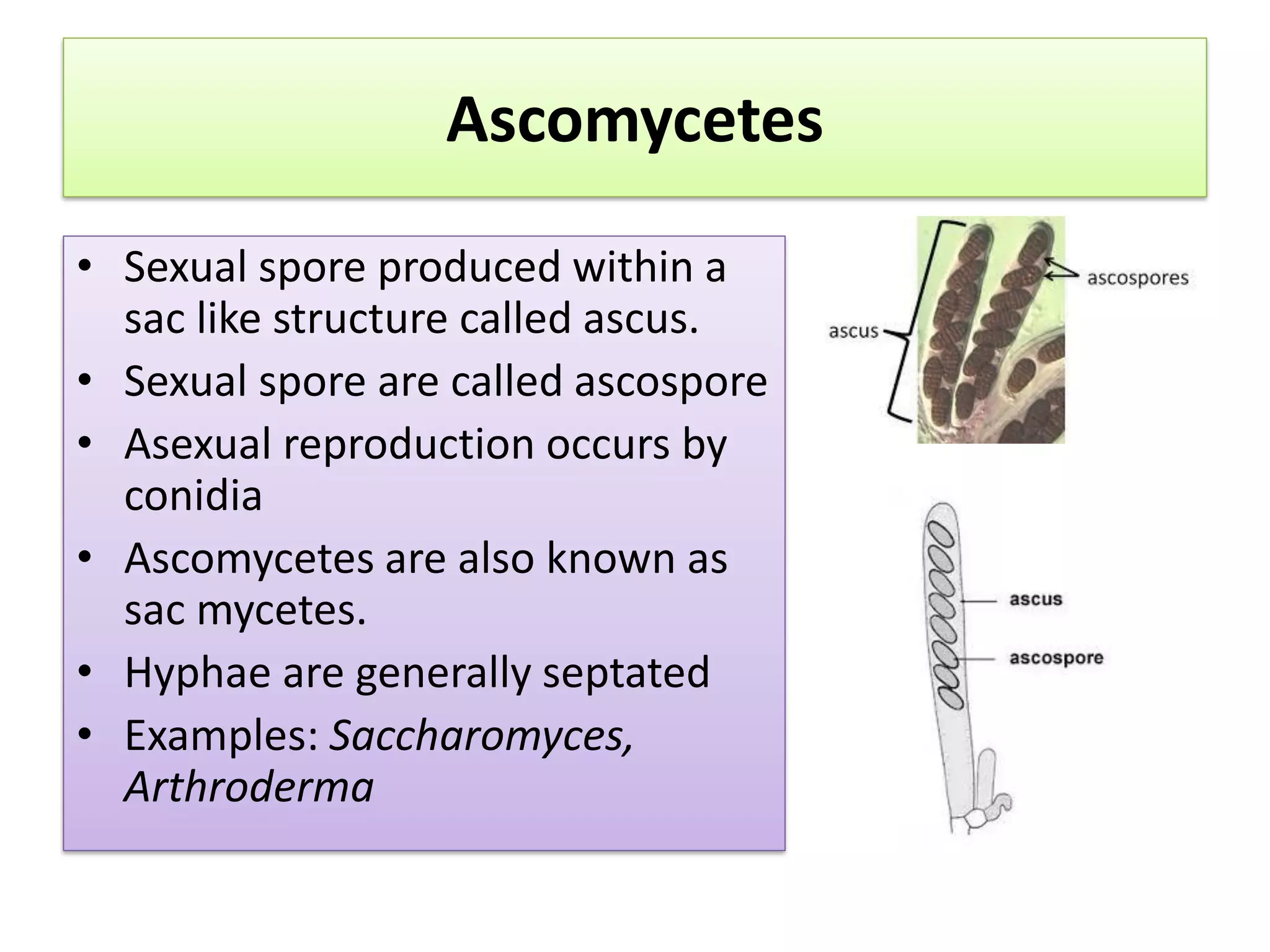 Fungi | PDF