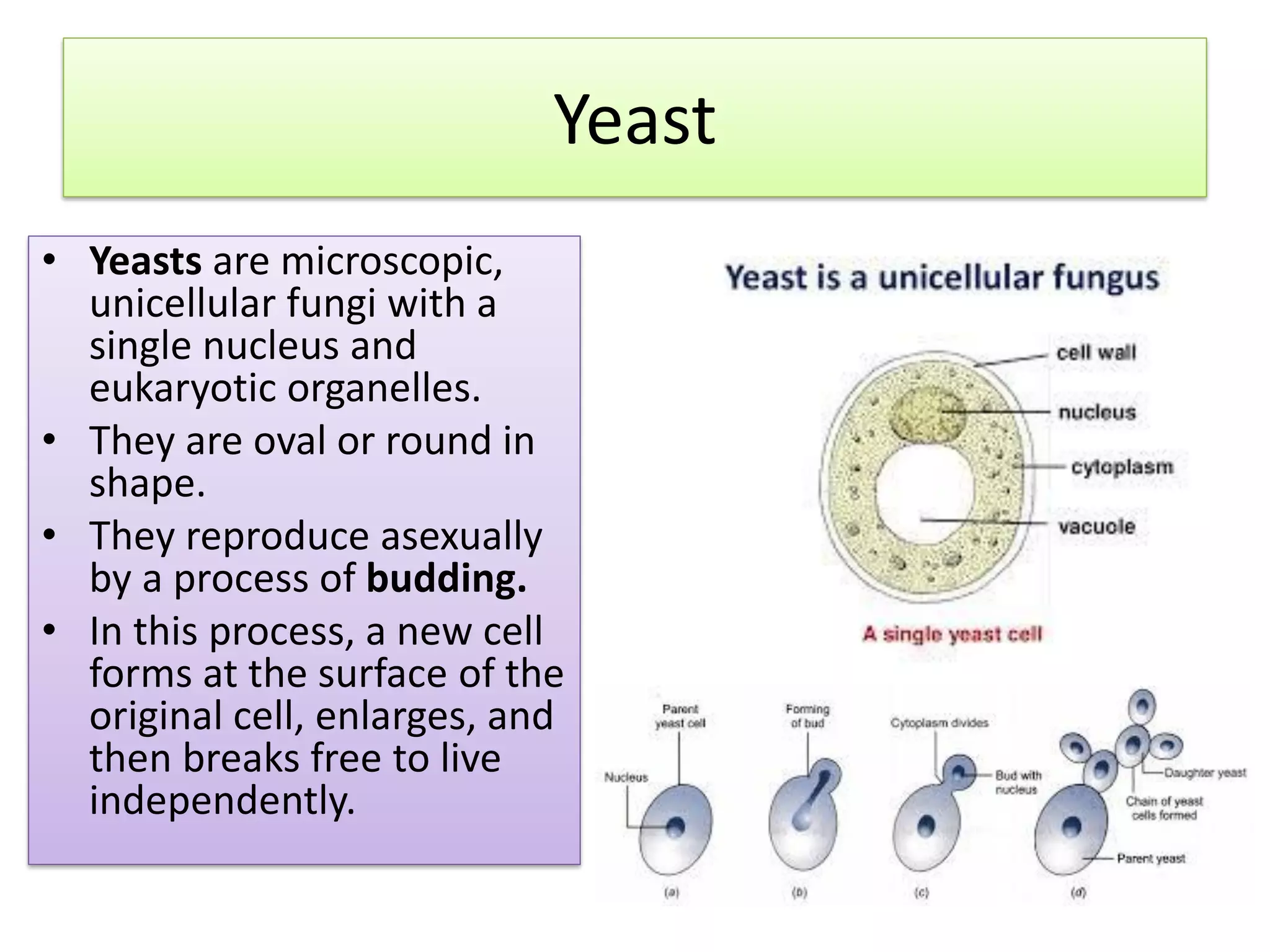 Fungi | PDF