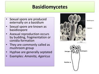 Fungi | PDF