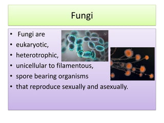 Fungi Slide