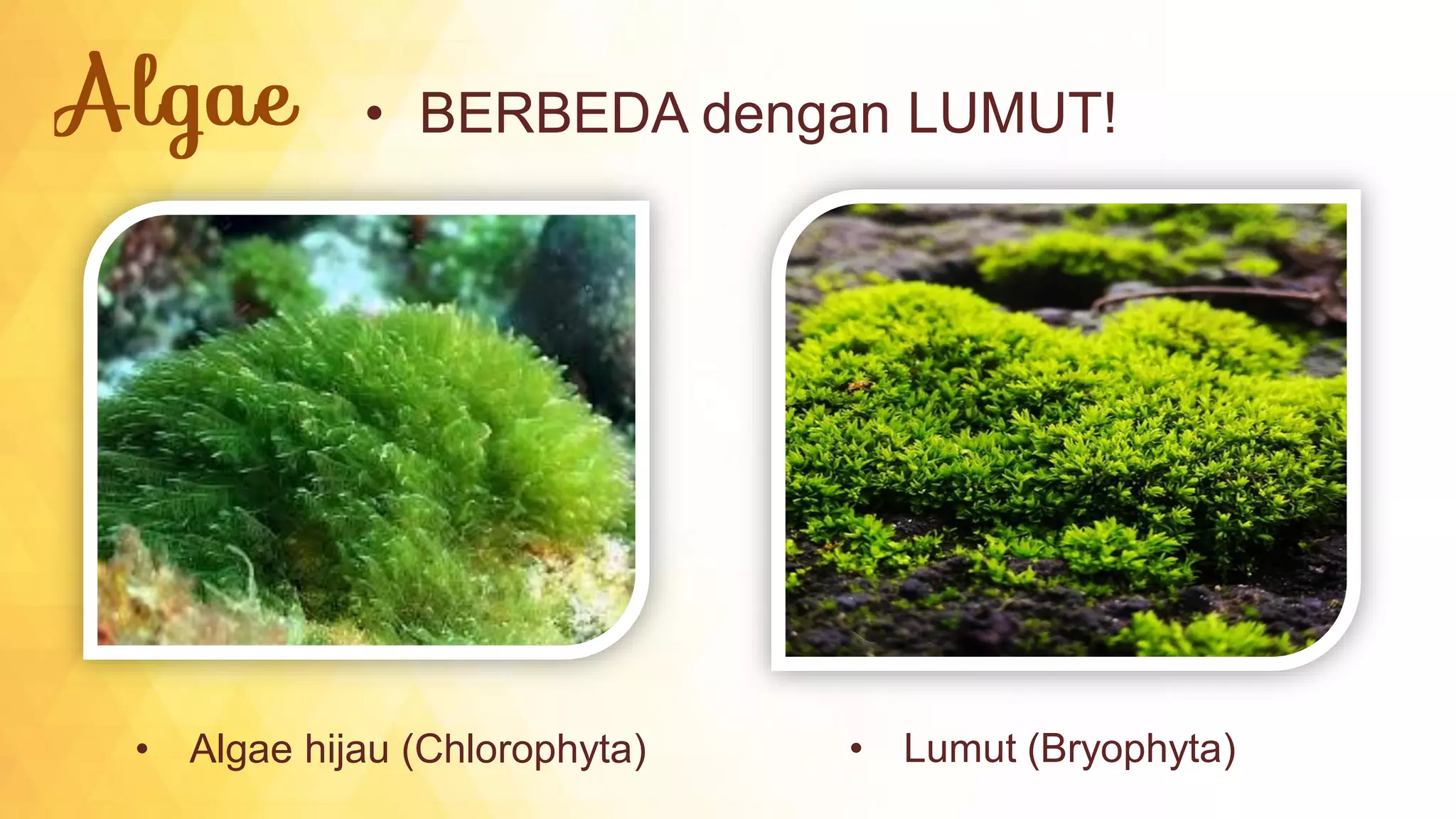 Fungi and algae | PDF