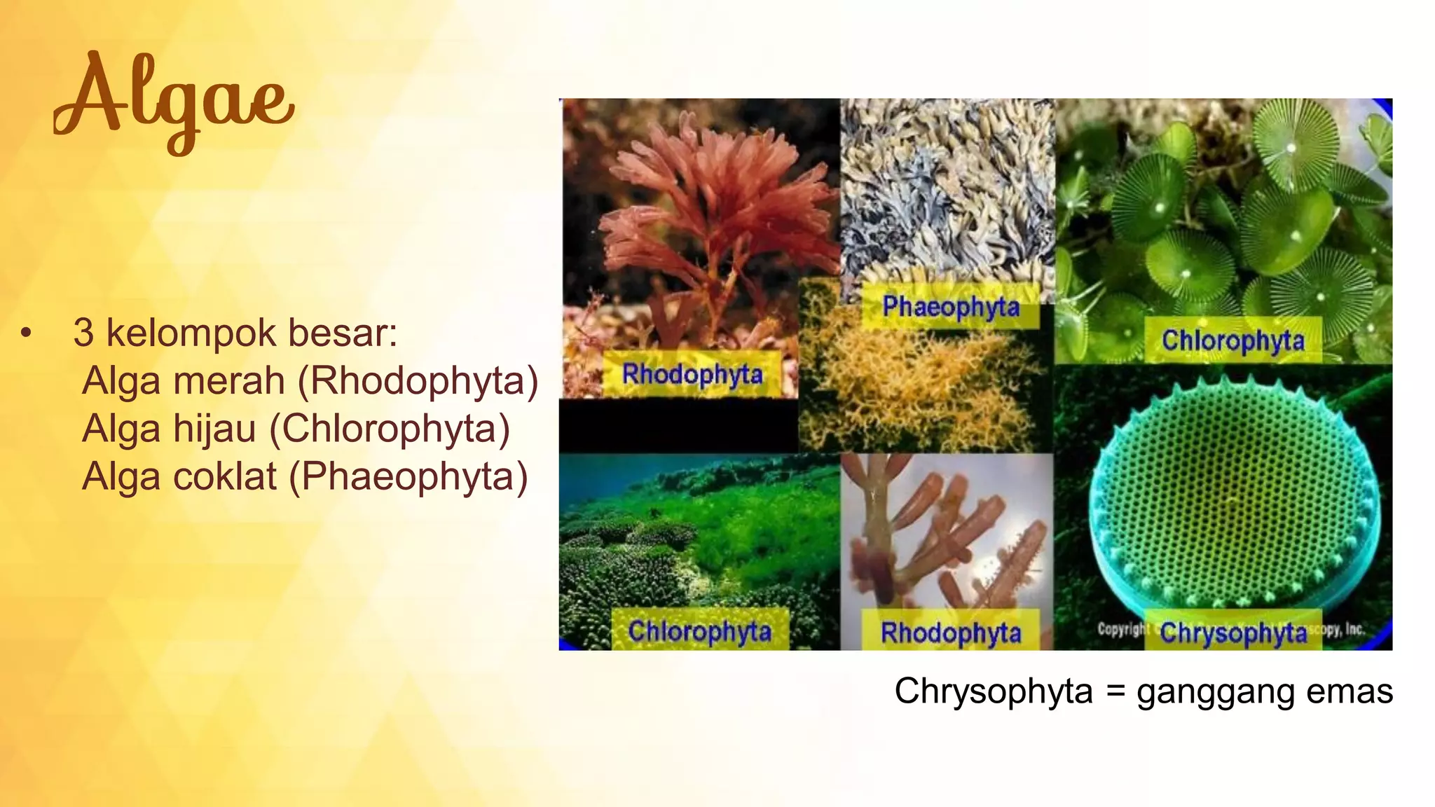 Fungi and algae | PDF