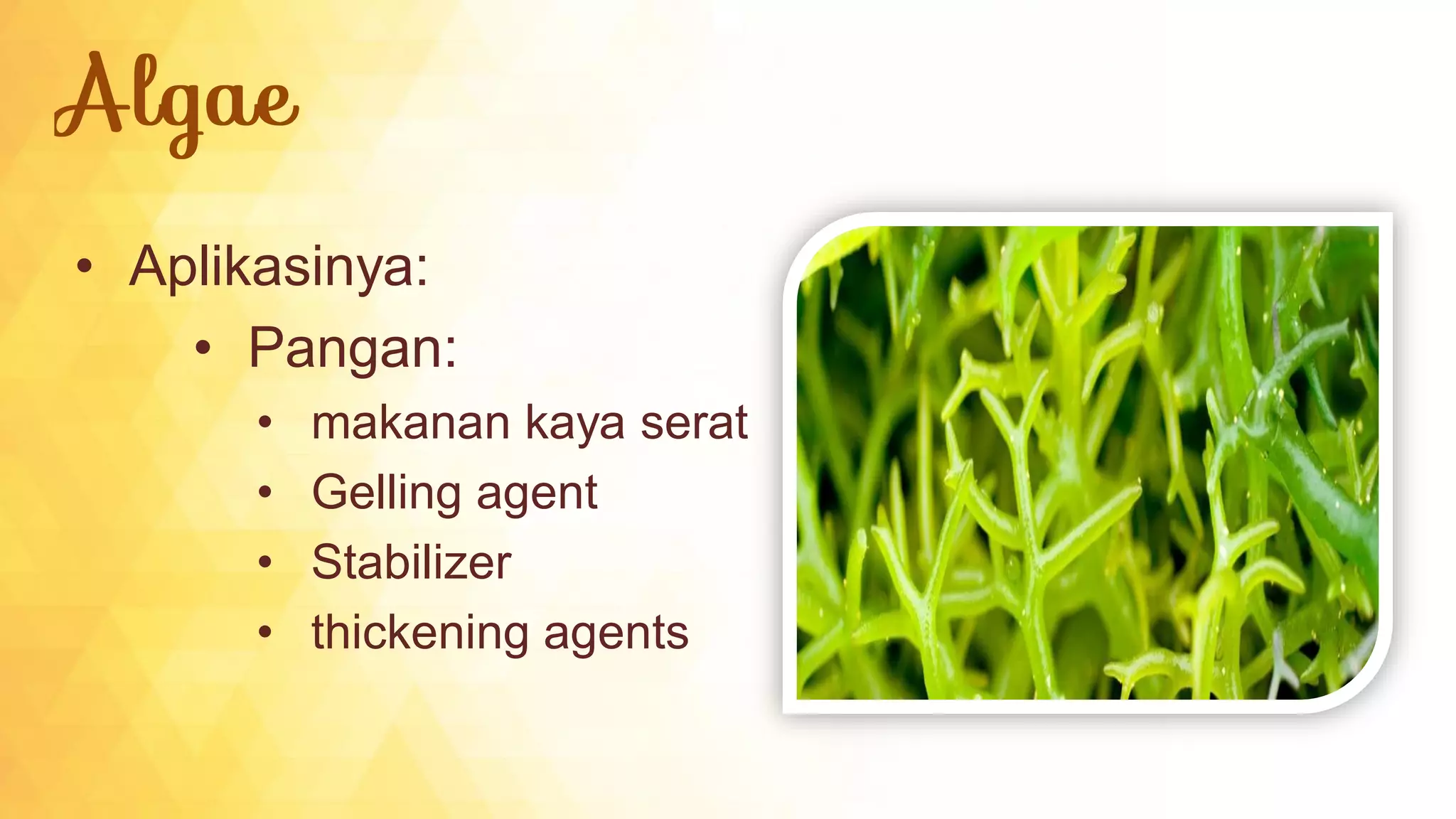 Fungi and algae | PDF