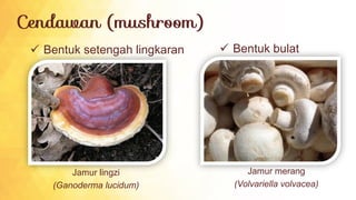 Fungi and algae | PDF