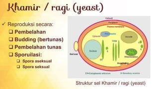 Fungi and algae | PPT