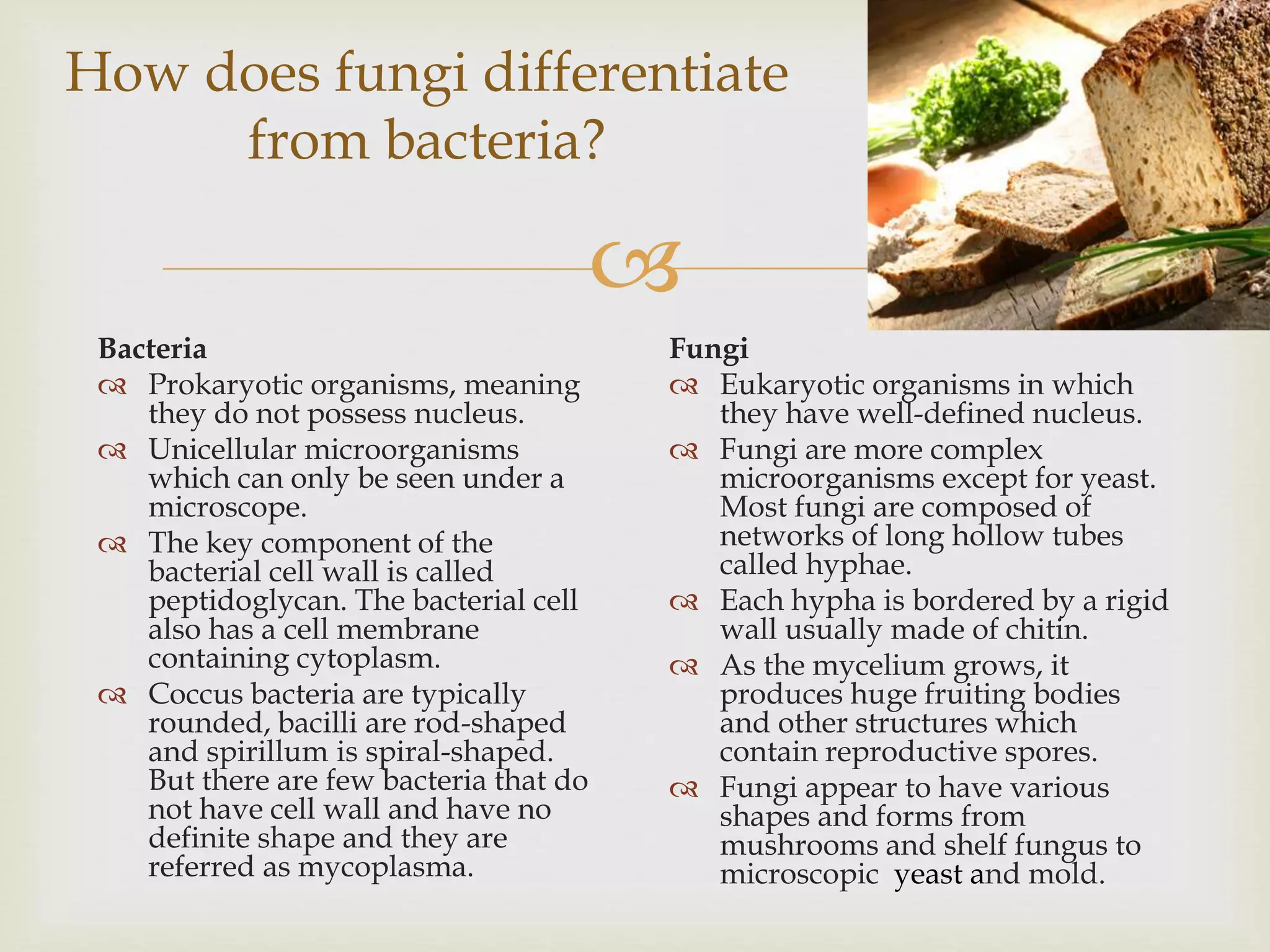 Fungi and antifungial therapy.pptx