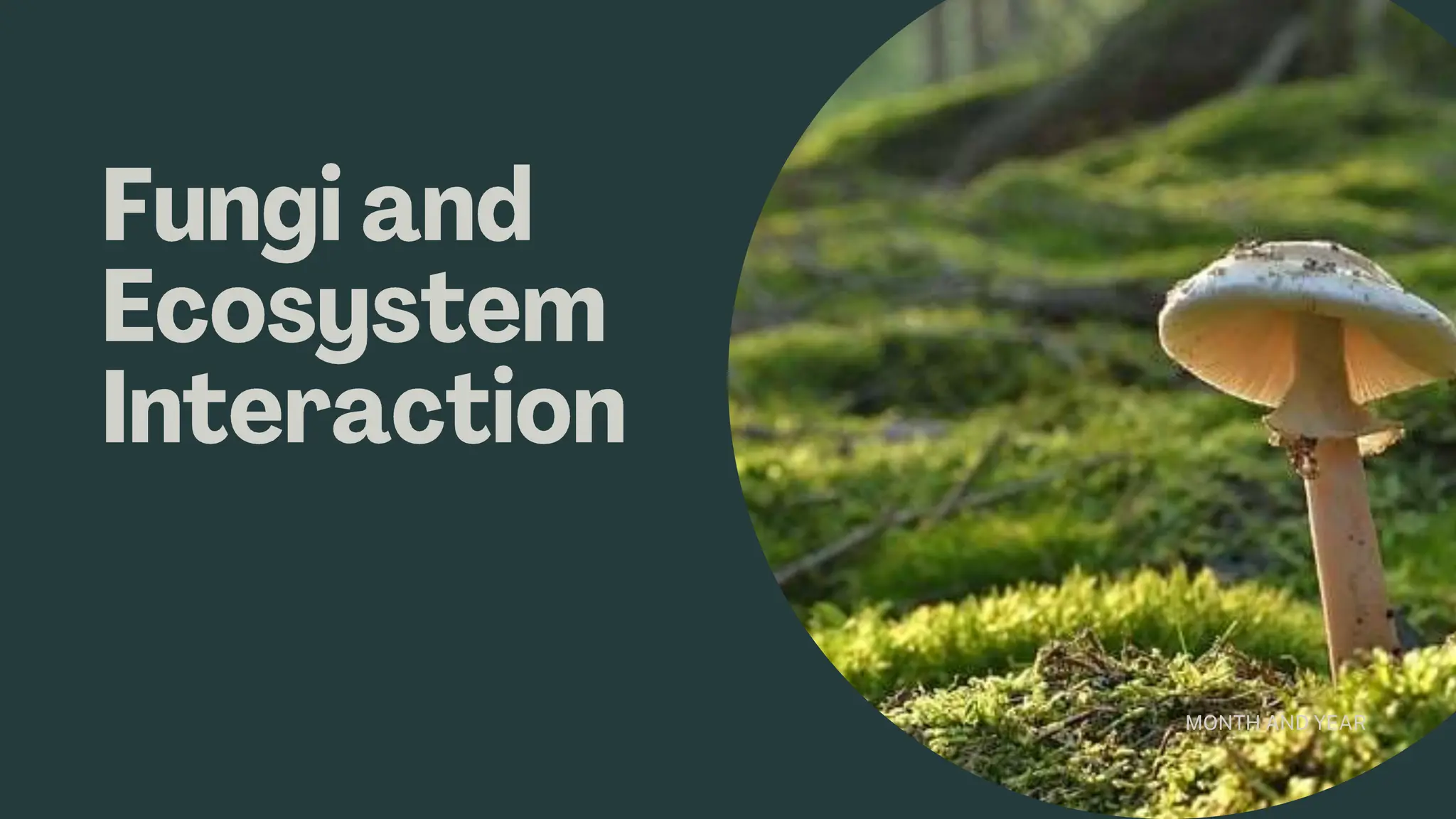 Fungi and Ecosystem interaction, presentation .pptx