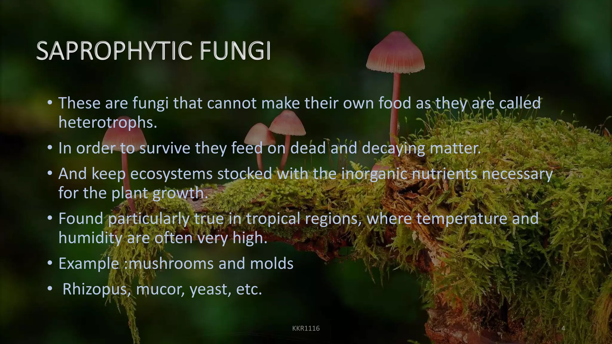 Fungi and ecosystem mode of nutrition | PPT