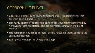 Fungi and ecosystem mode of nutrition | PPT
