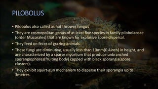Fungi and ecosystem mode of nutrition | PPTX