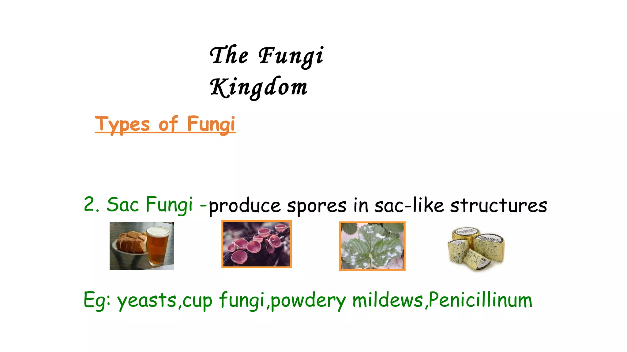 Fungi and lichens | PPT