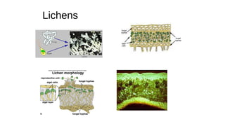 Fungi and lichens | PPT