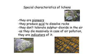 Fungi and lichens | PPT