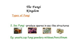 Fungi and lichens | PPT