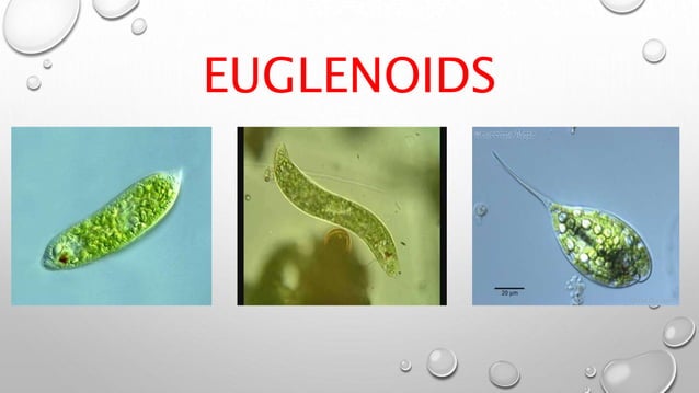 Fungi and protist | PPTX | Biological Sciences | Science