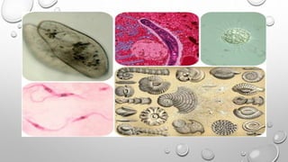Fungi and protist | PPTX