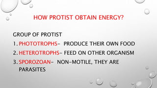 Fungi and protist | PPTX