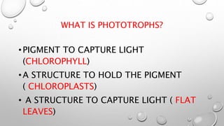Fungi and protist | PPTX