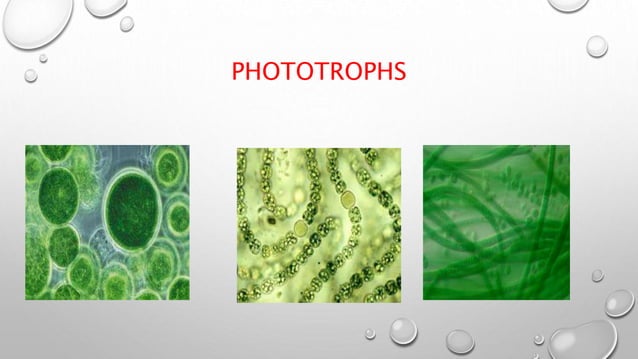 Fungi and protist | PPTX | Biological Sciences | Science