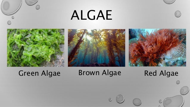 Green Algae Lato