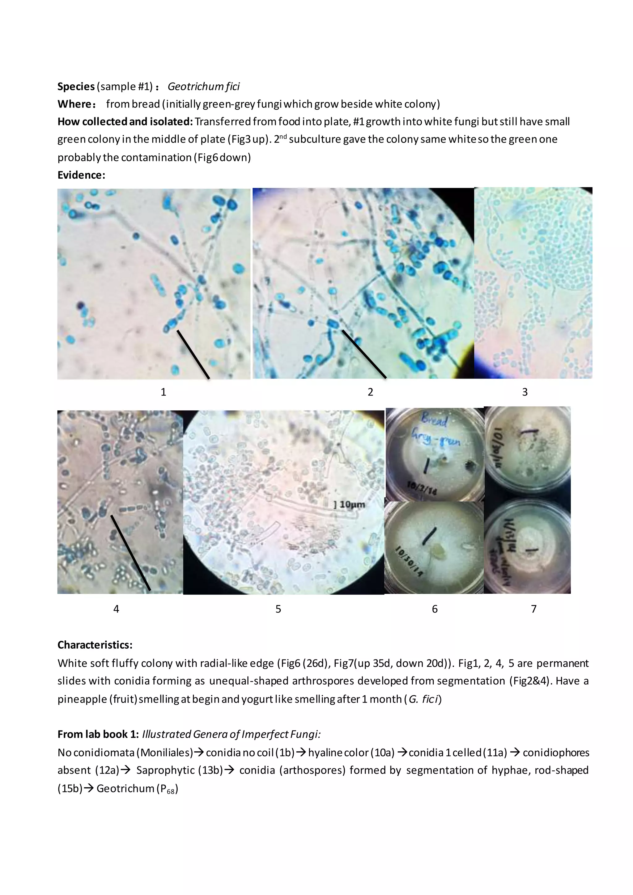 Fungi Ascomycota collection and identification | DOCX