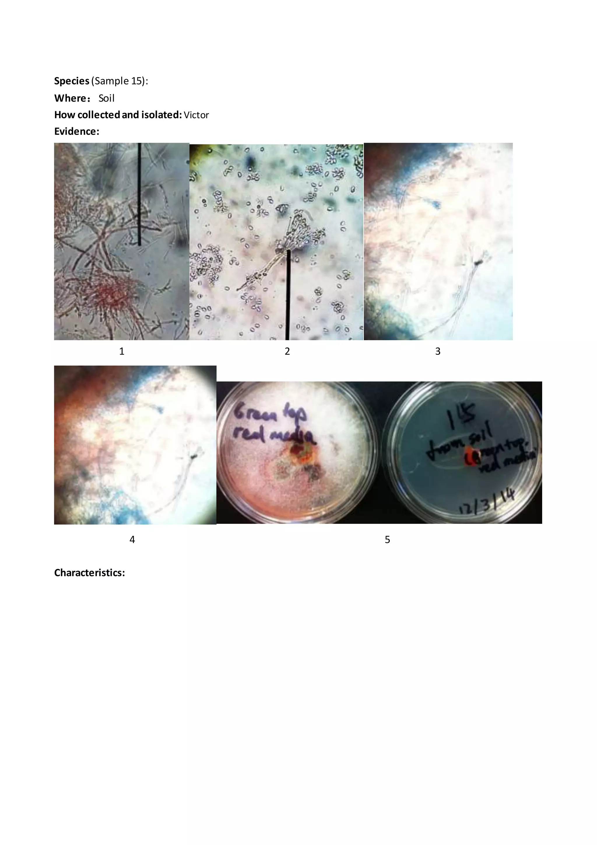 Fungi Ascomycota collection and identification | DOCX