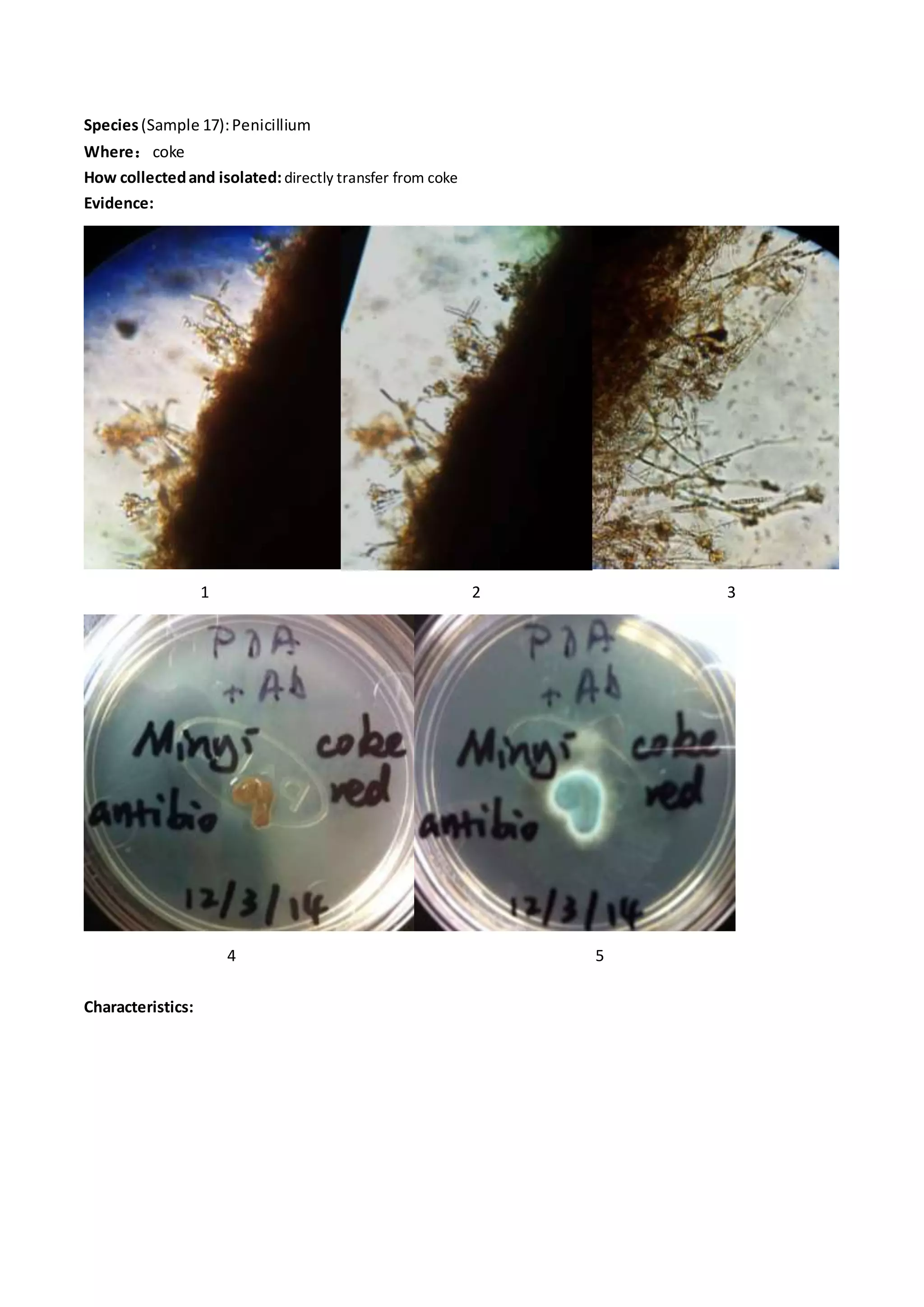 Fungi Ascomycota collection and identification | DOCX