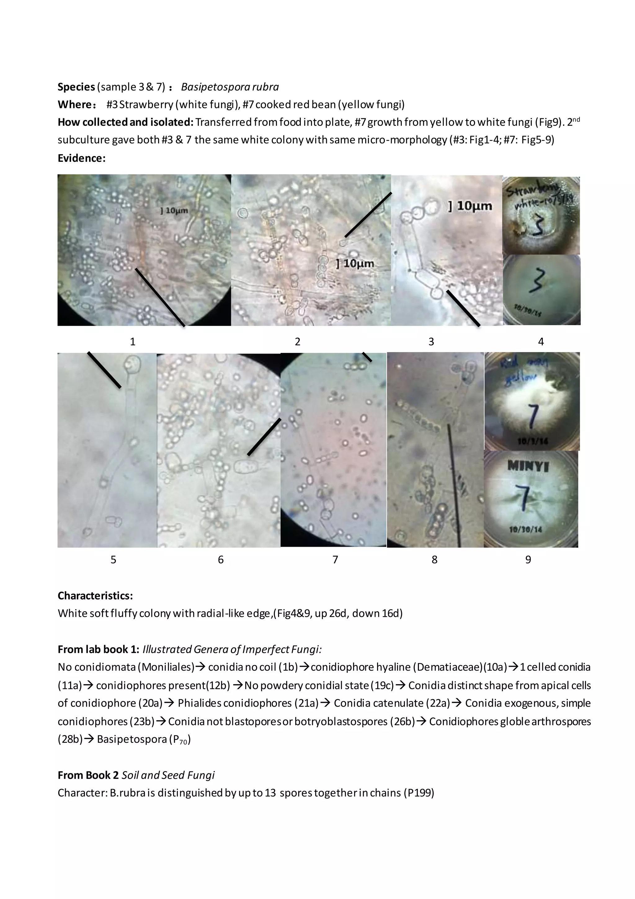 Fungi Ascomycota collection and identification | DOCX